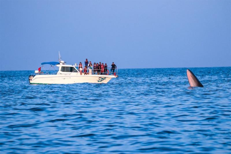 最新！《涠洲岛观鲸指南》发布